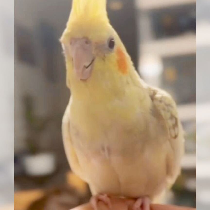 Попугай Корелла птенец