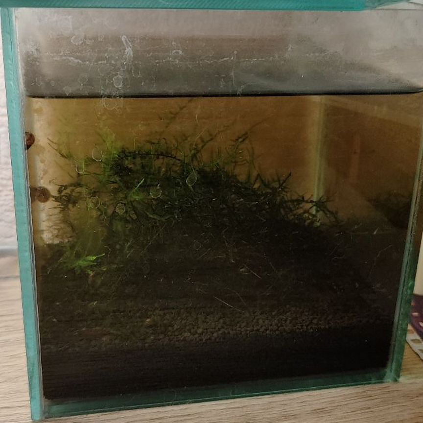 Креветочник