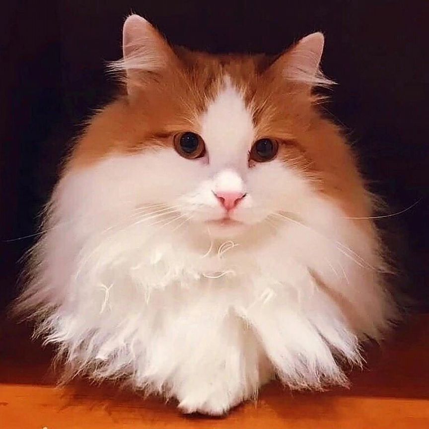 Фима ищет семью