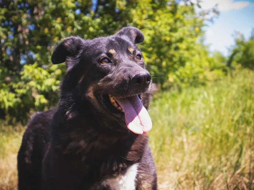 Спасите собачку из приюта