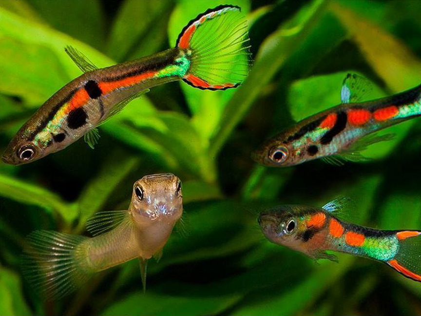 Рыбки гуппи Эндлера