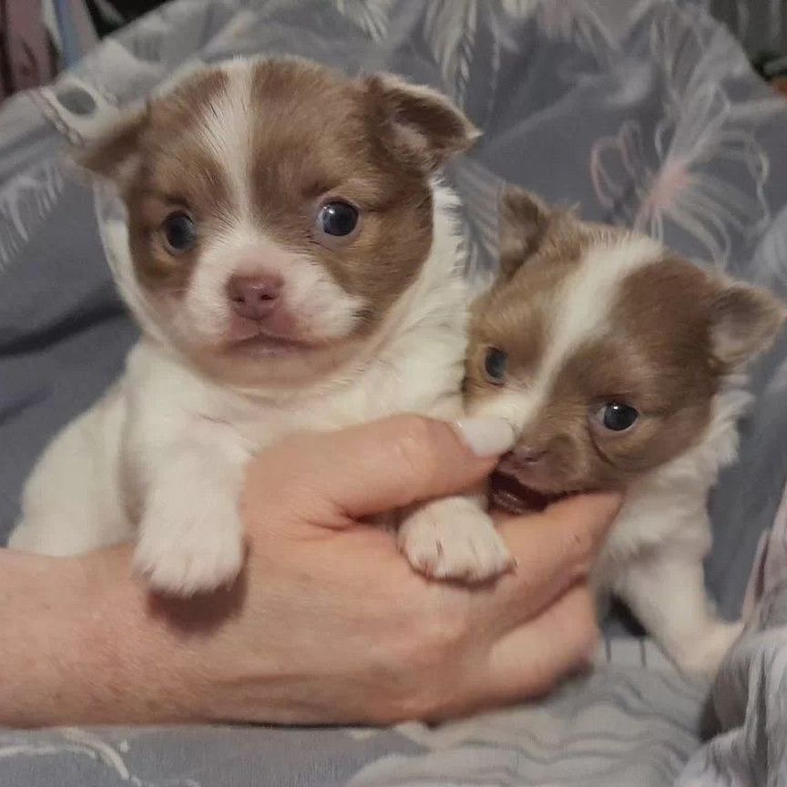 Чихуахуа, щенок