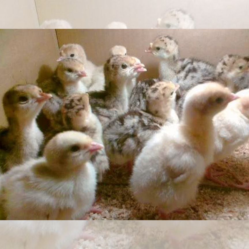 Индюшата северо-кавказской породы