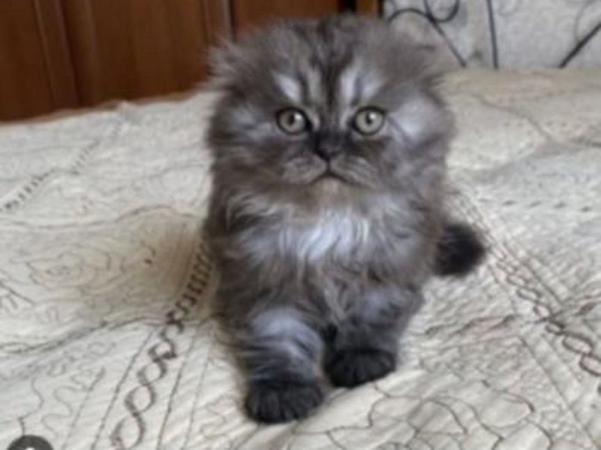 Отдам вислоухих шотландцев