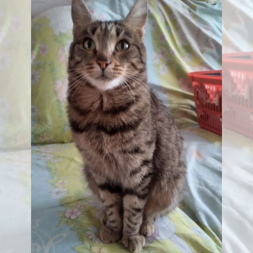 Взрослая, Девочка кошка в добрые руки