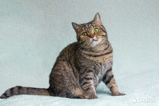 Бесплатно, породистый шотландский котик Малыш