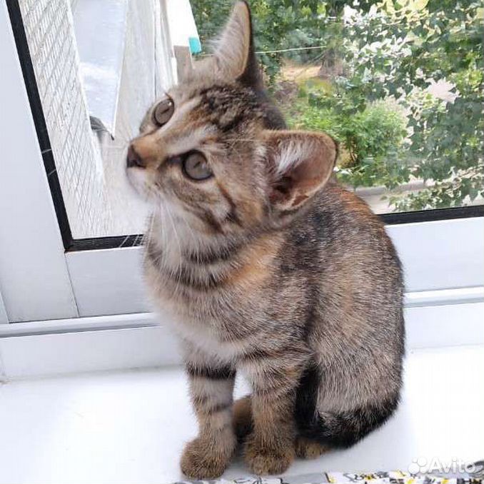 Котенок маленький энерджайзер., 2,5 месяца