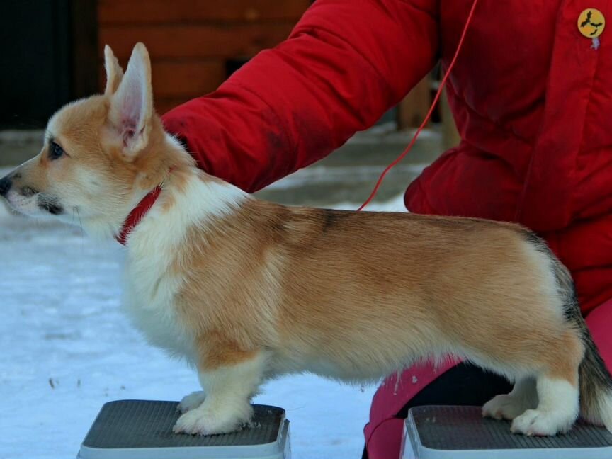 Вельш-корги пемброк