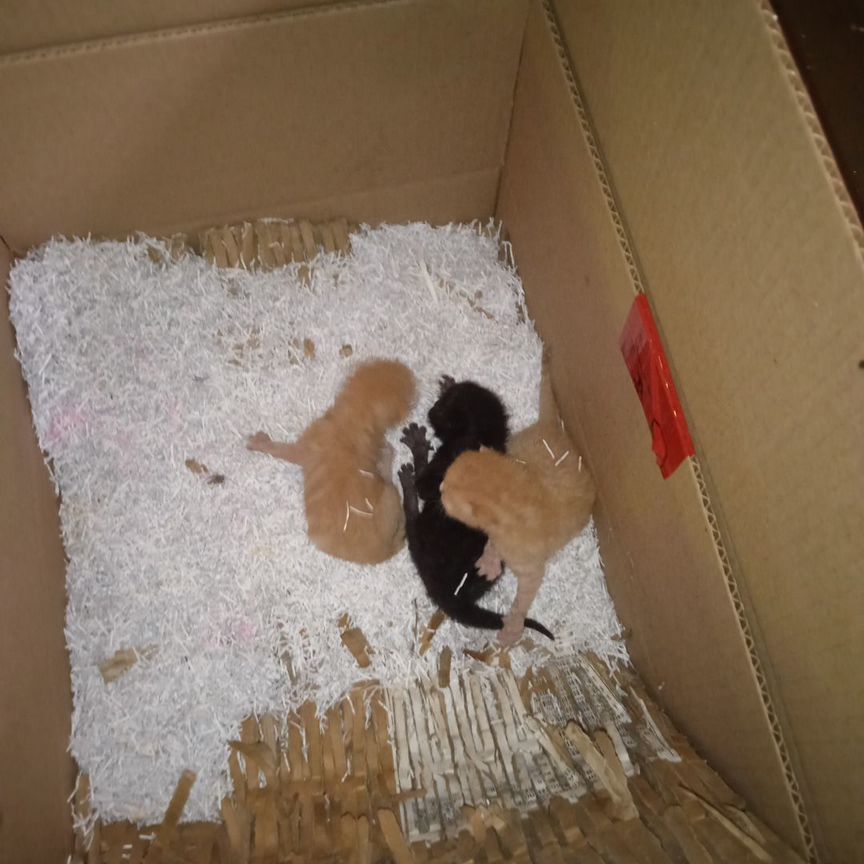 Слепые котята