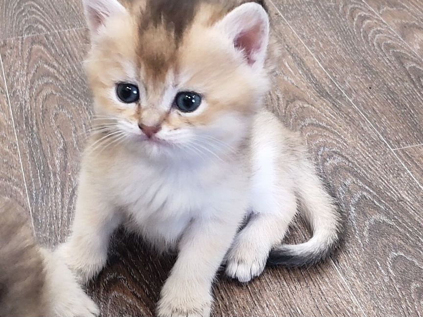 Британские котята золотая шиншилла