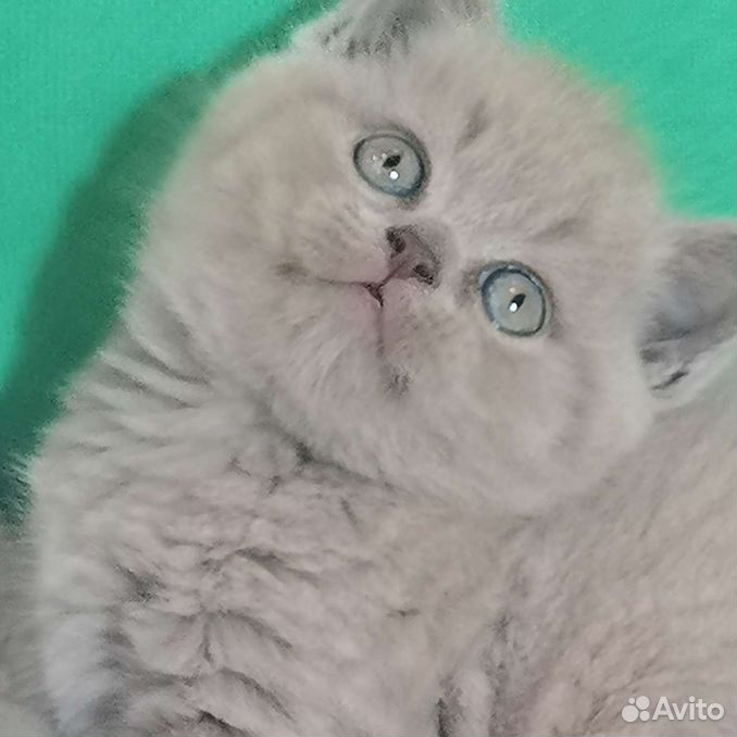 Лиловый британец