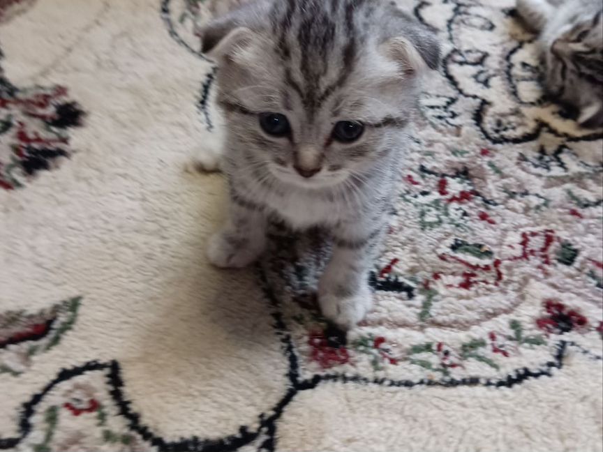 Шотландские котята