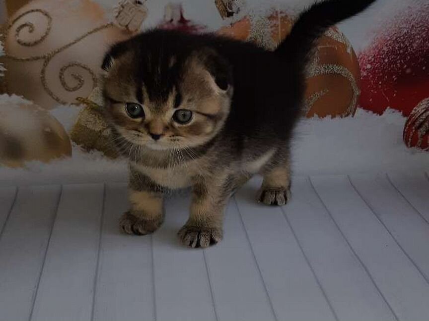 Типажные котики
