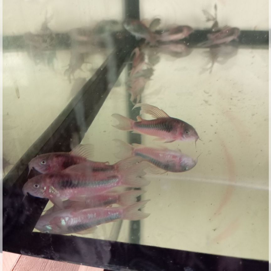 Сомик коридорас золотистый