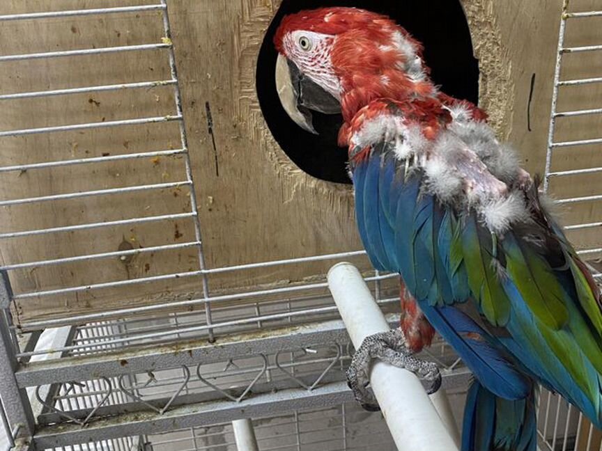 Большой попугай