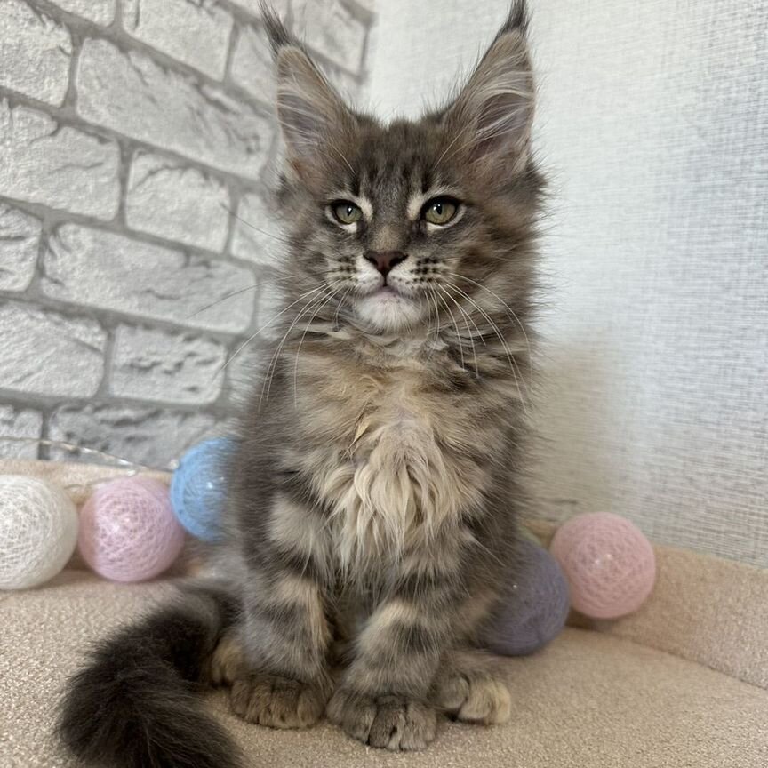 Шикарная малышка полидакт