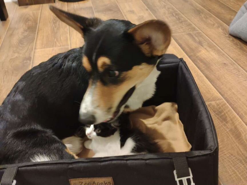 Автокресло для щенка, собаки