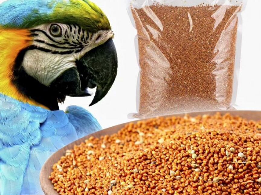 Корм для попугаев