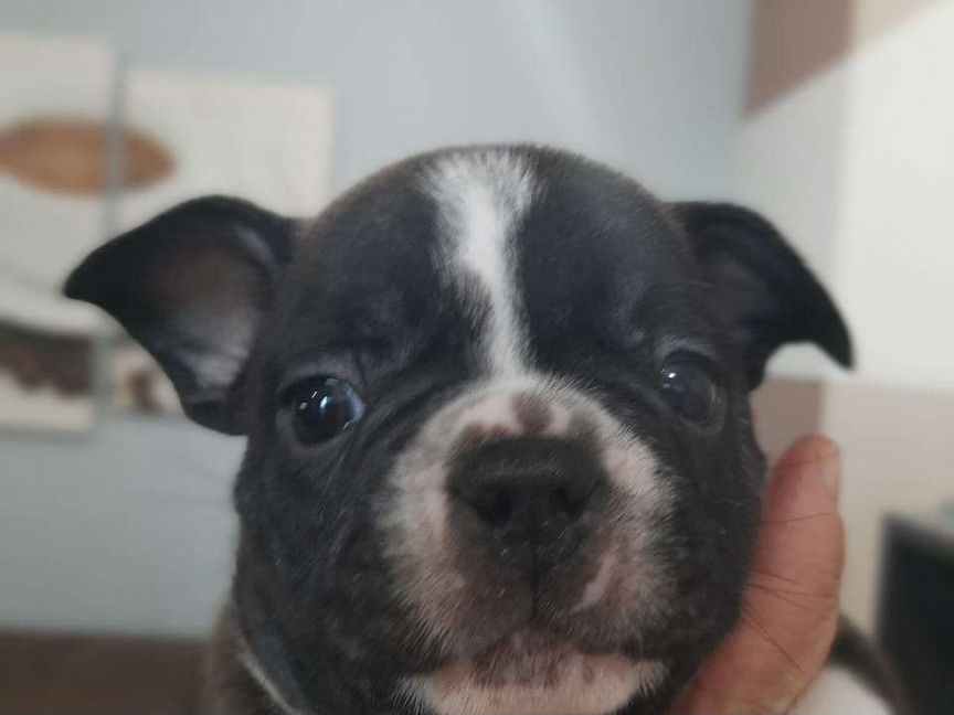 Щенок французского бульдога, мальчик