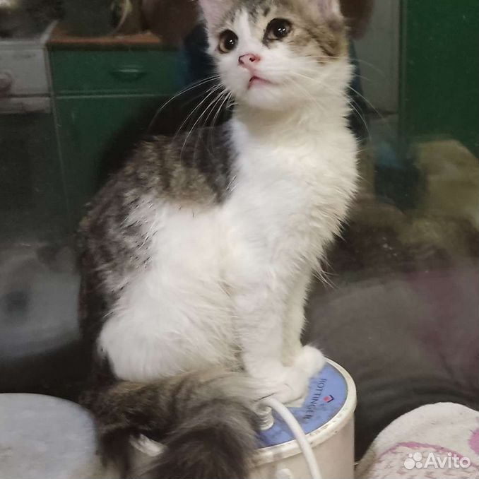 Очаровательный маленький котик в заботливые руки