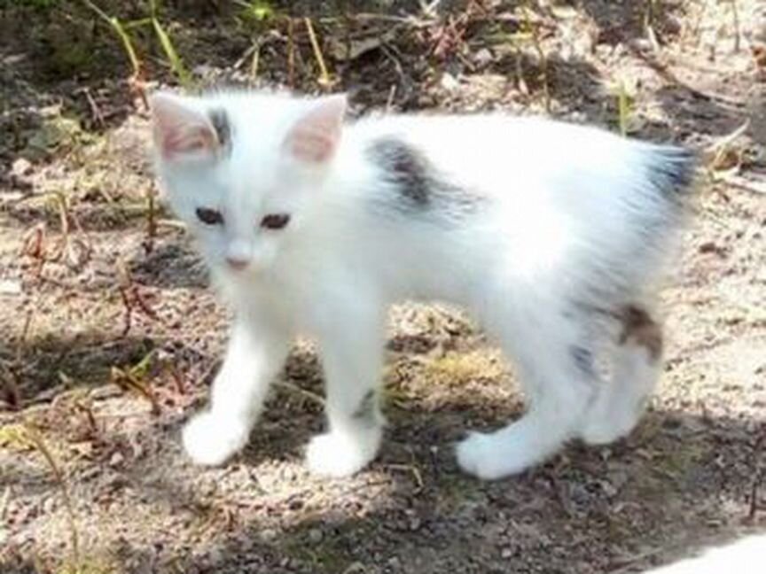 Особый котенок мальчик 2 мес. в поиске дома