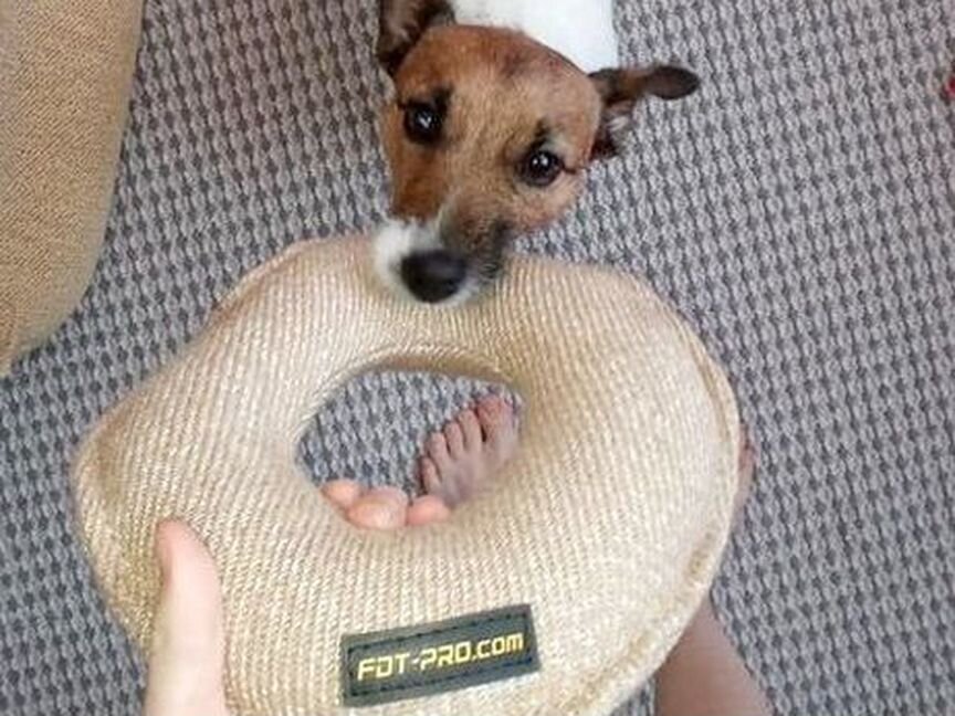Ухватка для собак в форме бублика. ForDogTrainers