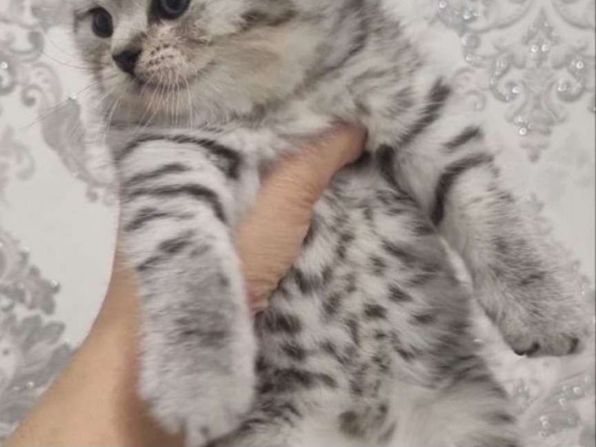 Шотландская