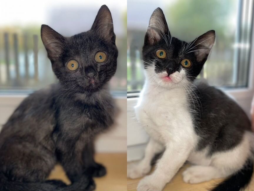 Котики ищут заботливые руки