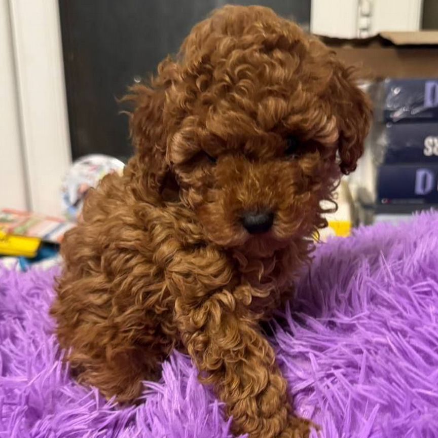 Той-пудель, щенок