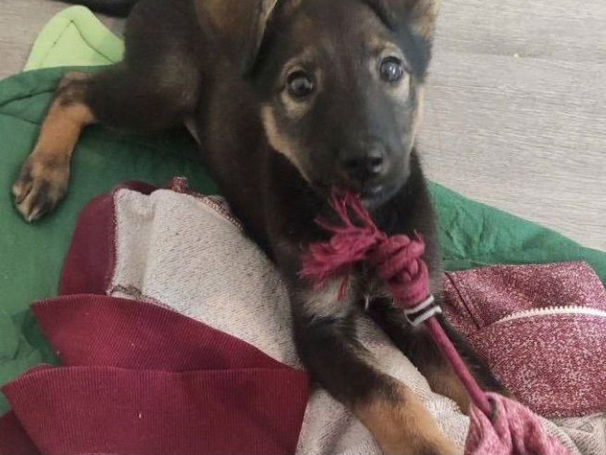 Найдена собака