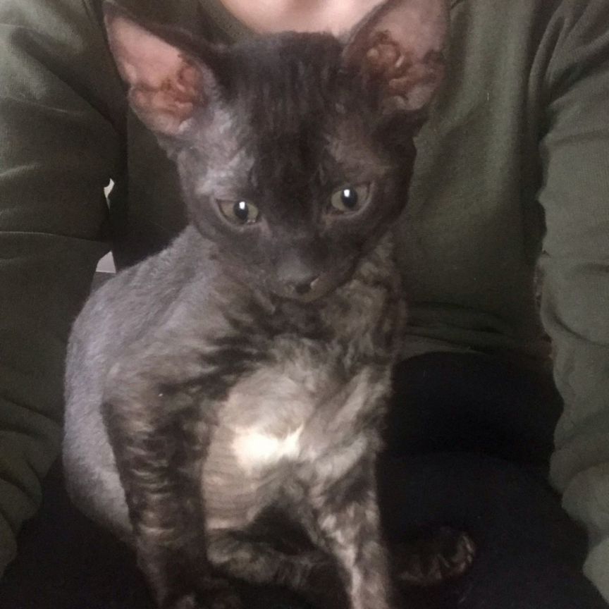 Котик