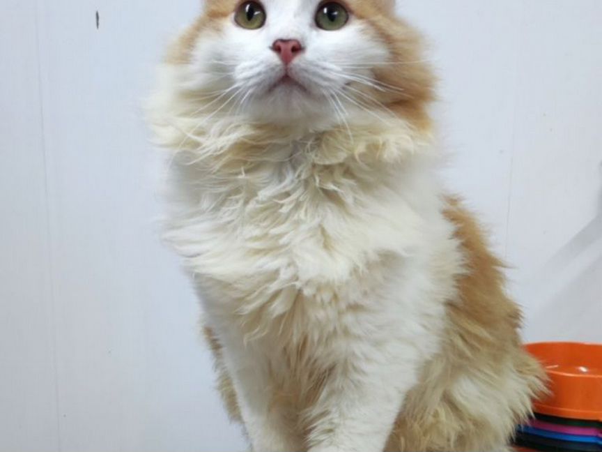 Котёнок рыжий мальчик красивый милый добрый
