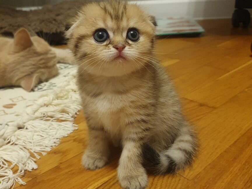 Шотландские котята (скоттиш страйт, скоттиш фолд)