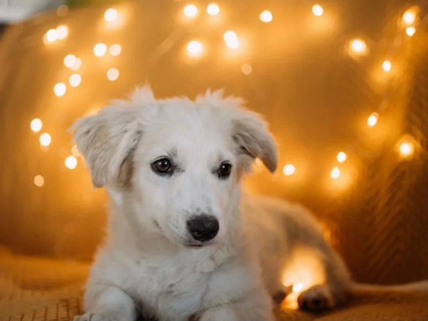 Щенок небольшой собачки