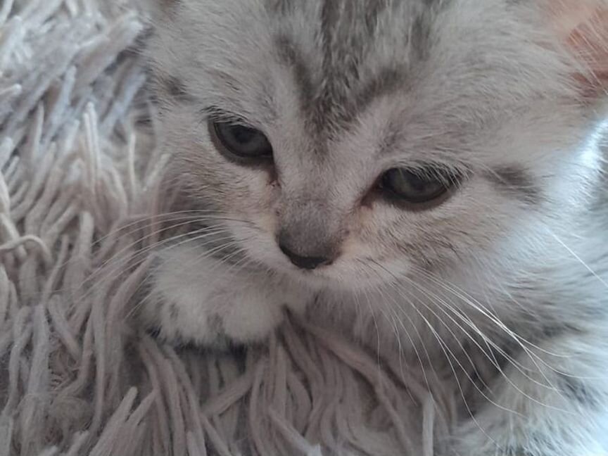 Шотландские котята