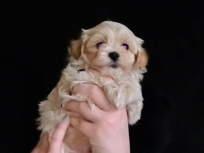 Продам щенков мальтипу f1