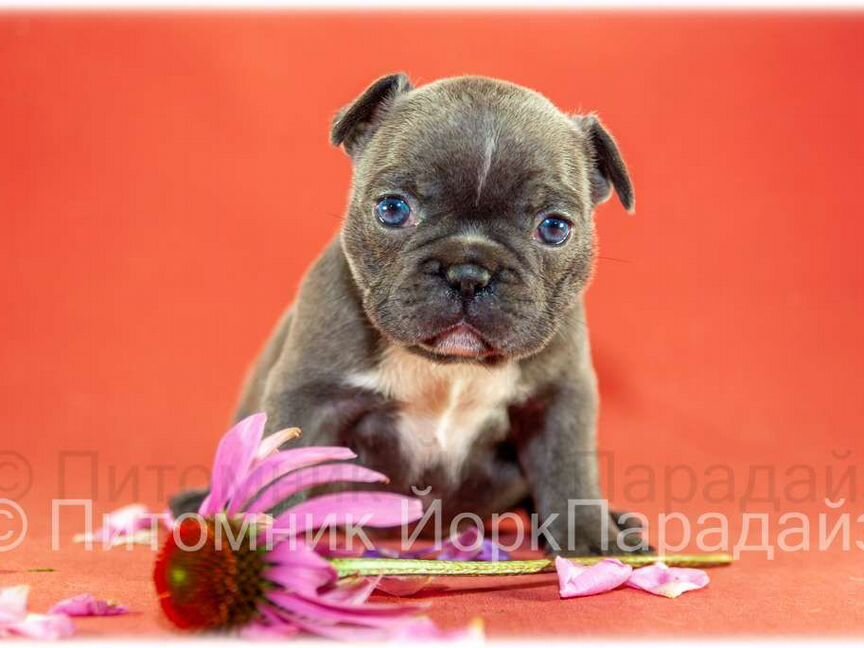 Голубая булочка