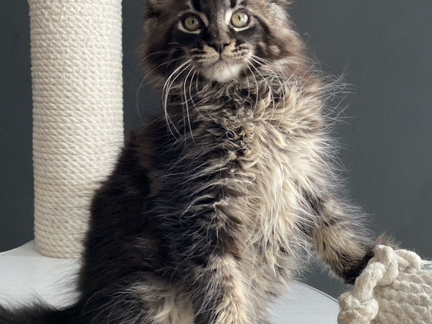 Котенок Мейн Кун черный мрамор