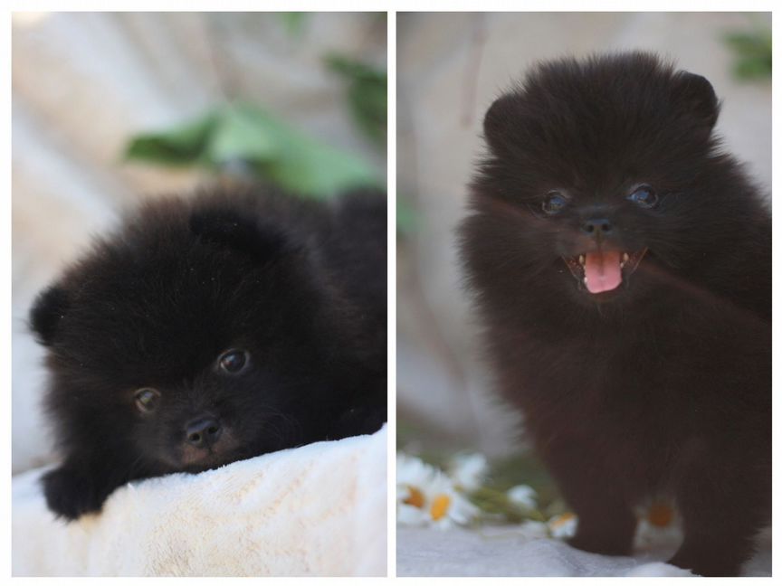 Чёрная девочка мини. Черный мальчик стандарт