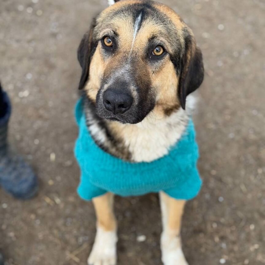 Собака в семью