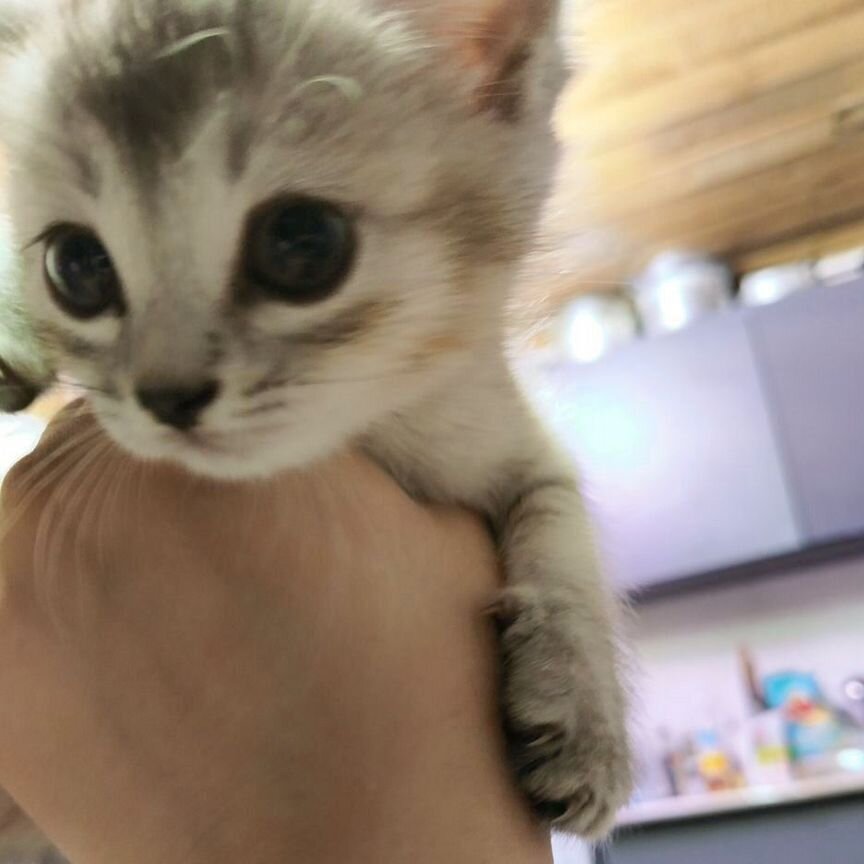 Шотландский котенок мальчик1 месяц