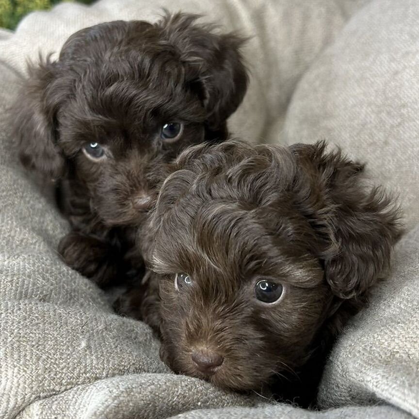 Две звездочки мальтипу