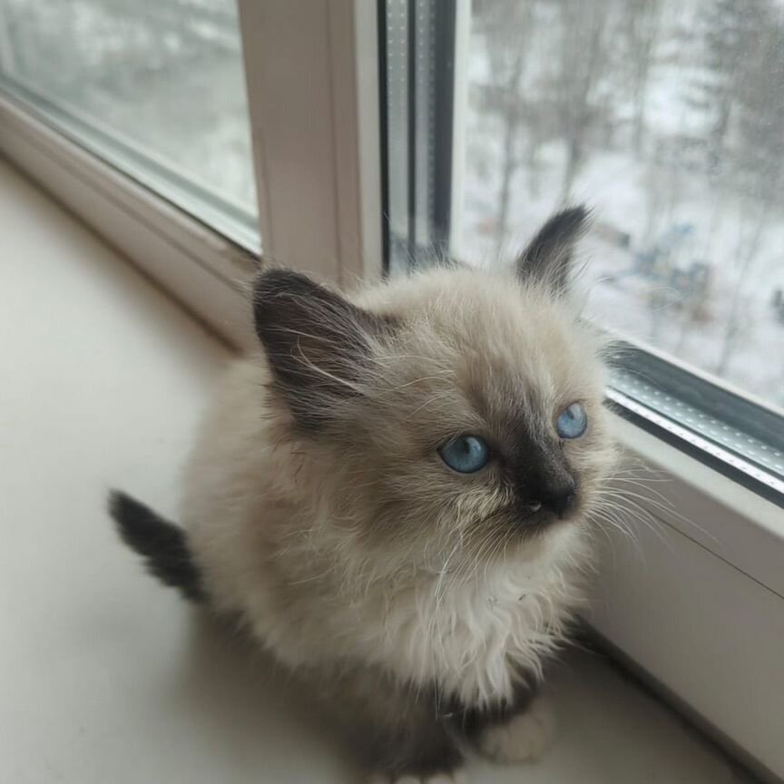Продам котёнка Британская Шиншила