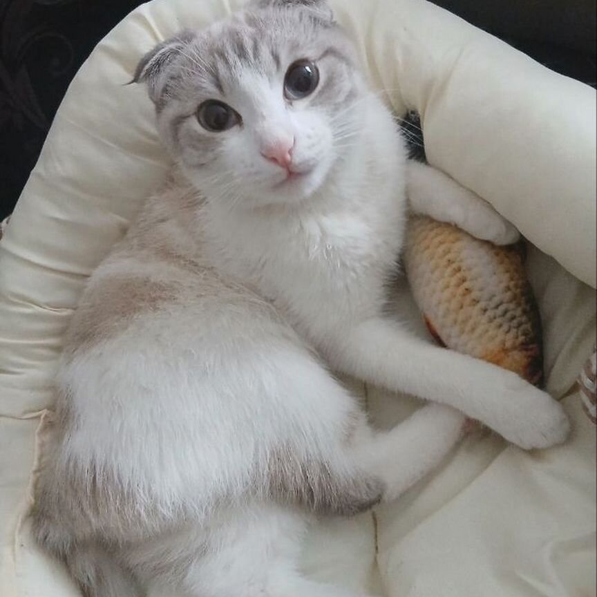 Кошки в добрые руки бесплатно
