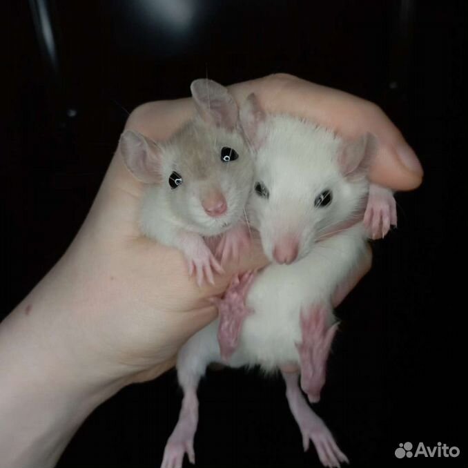 Крысы дамбо и стандарт