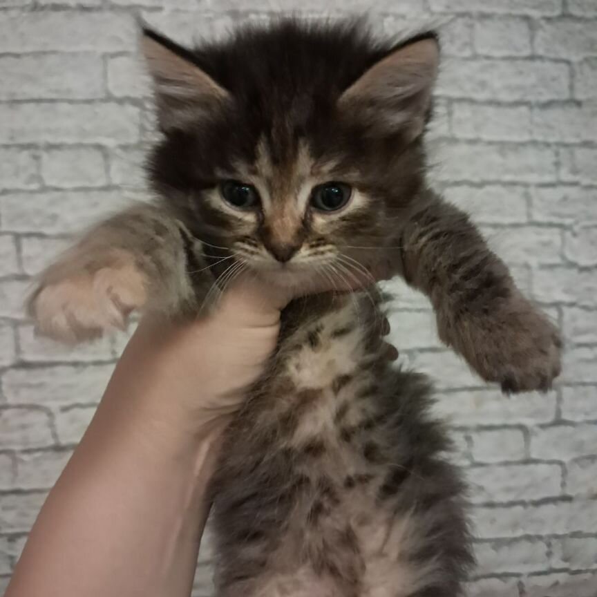Отдам котят в добрые руки