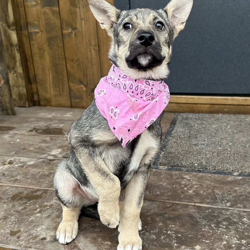 Щенок в добрые руки