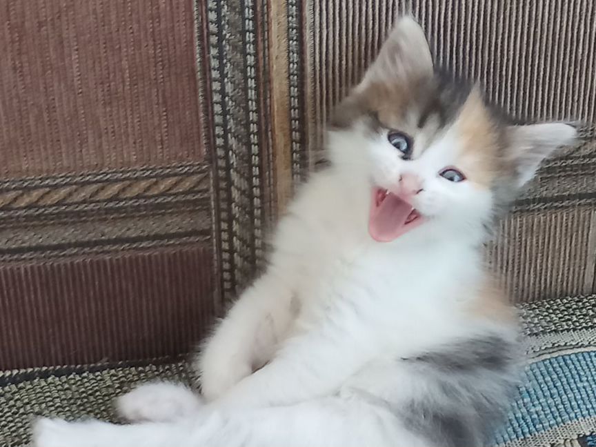 Отдадим котёнка хорошим людям