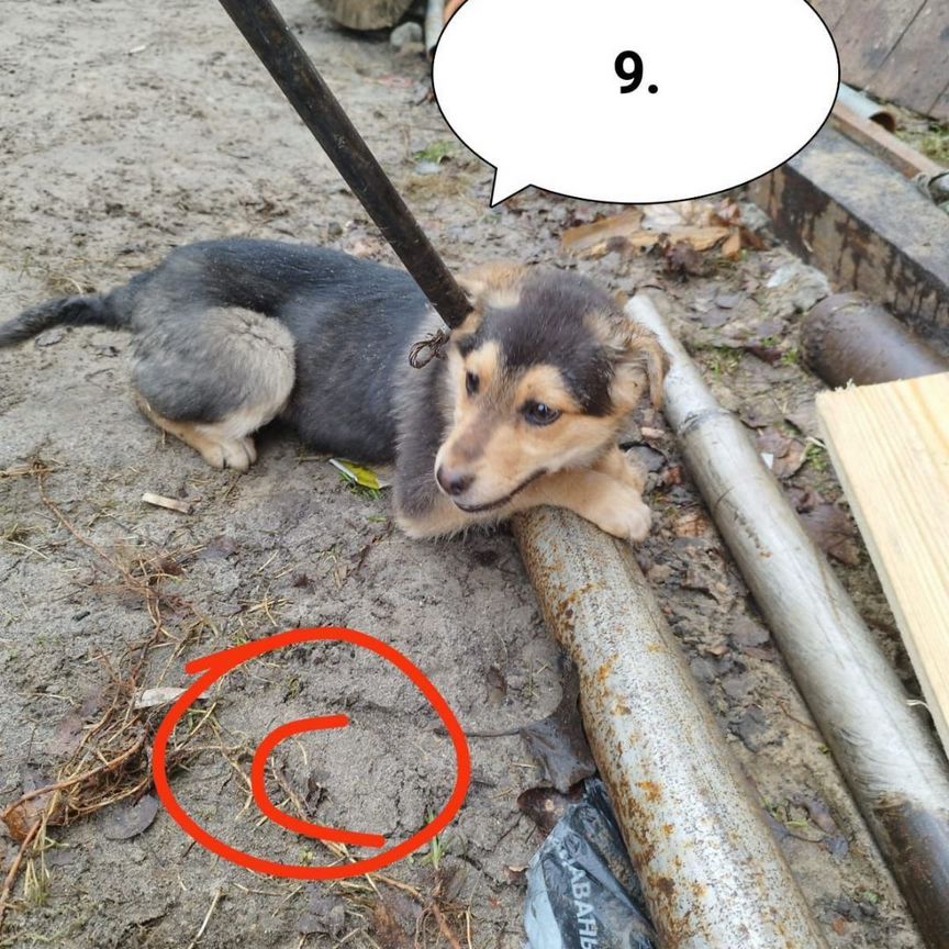 Собака в добрые руки