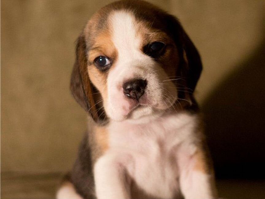 Шикарная девочка Бигль